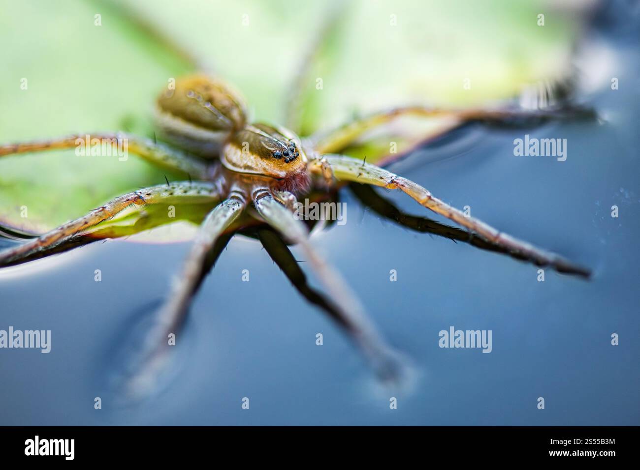 The Crafty Fishing Spider also known as Dolomedes facetus is a ...