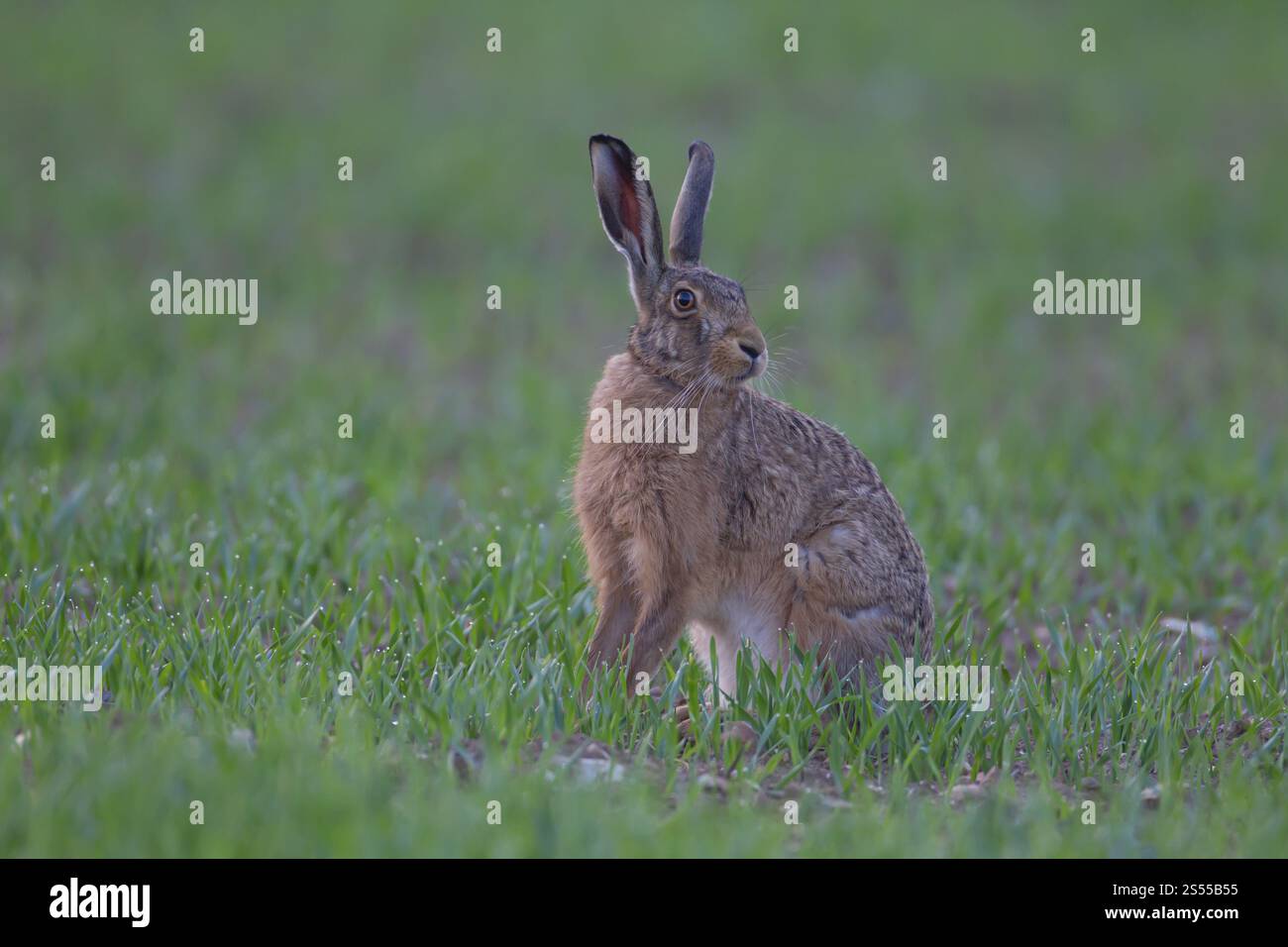 European brown hare (Lepus europaeus) adult animal in a farmland cereal ...
