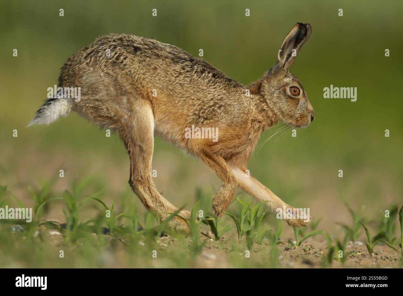 European brown hare (Lepus europaeus) adult animal running in a ...