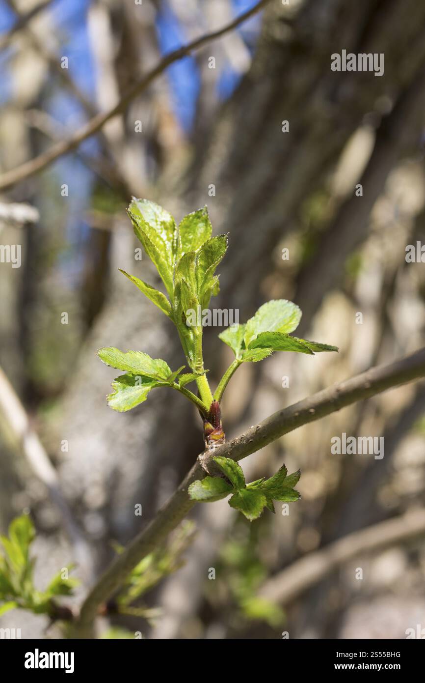 Freshly sprouted leaves of the Sambucus nigra (Sambucus nigra), Saxony ...