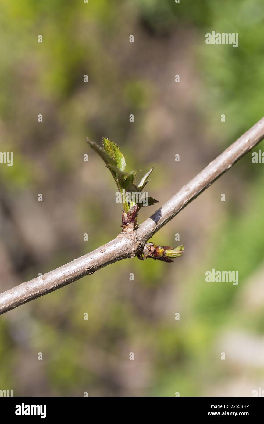 Freshly sprouted leaves of the Sambucus nigra (Sambucus nigra), Saxony ...