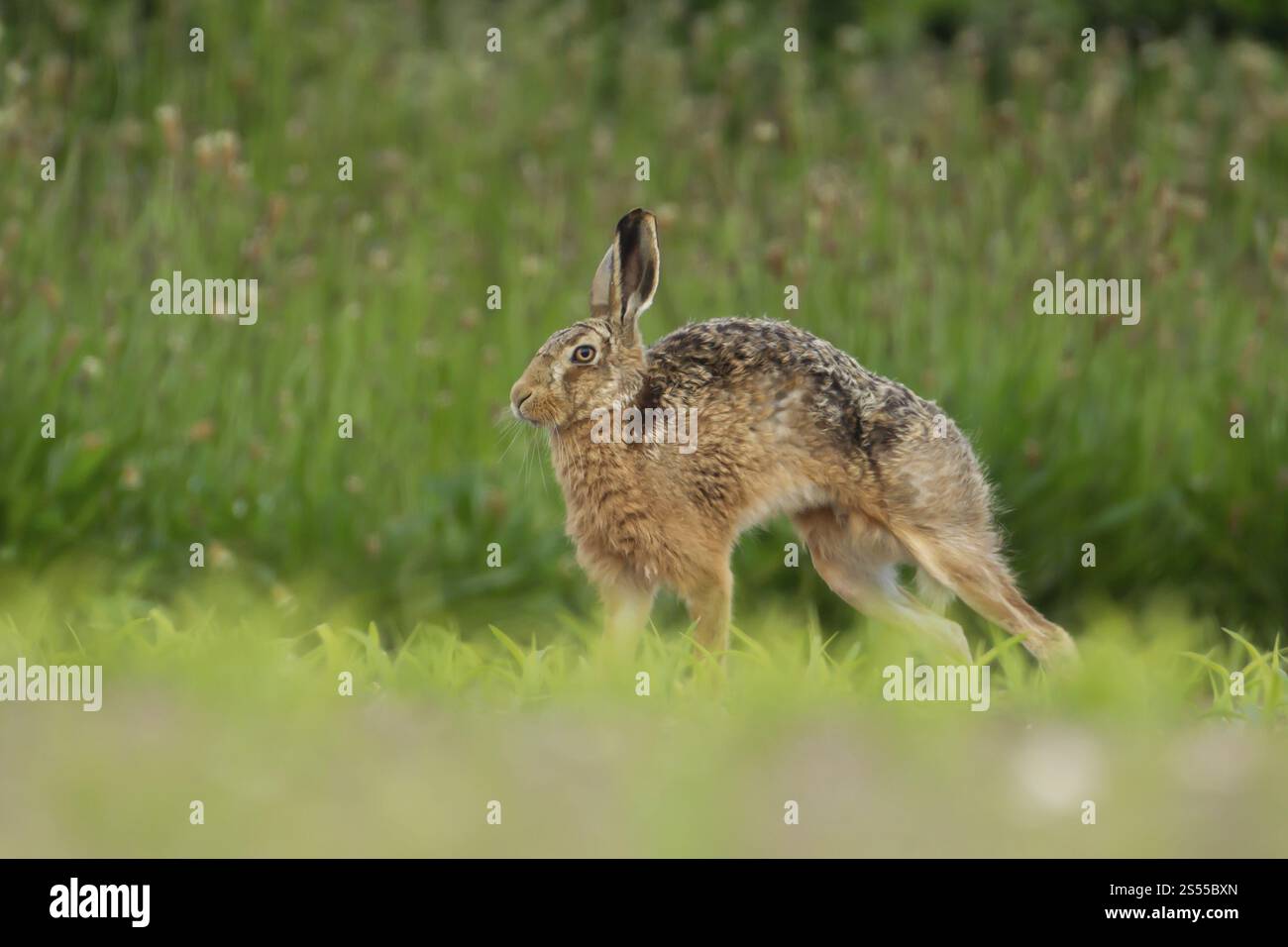 European brown hare (Lepus europaeus) adult animal stretching in a ...