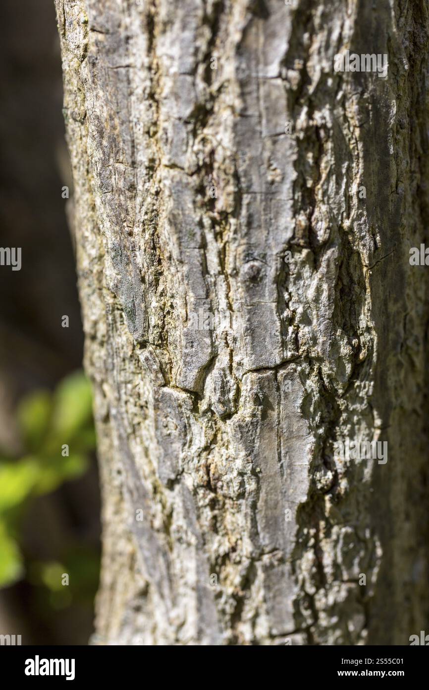 Bark of Sambucus nigra (Sambucus nigra), Germany, Europe Stock Photo ...