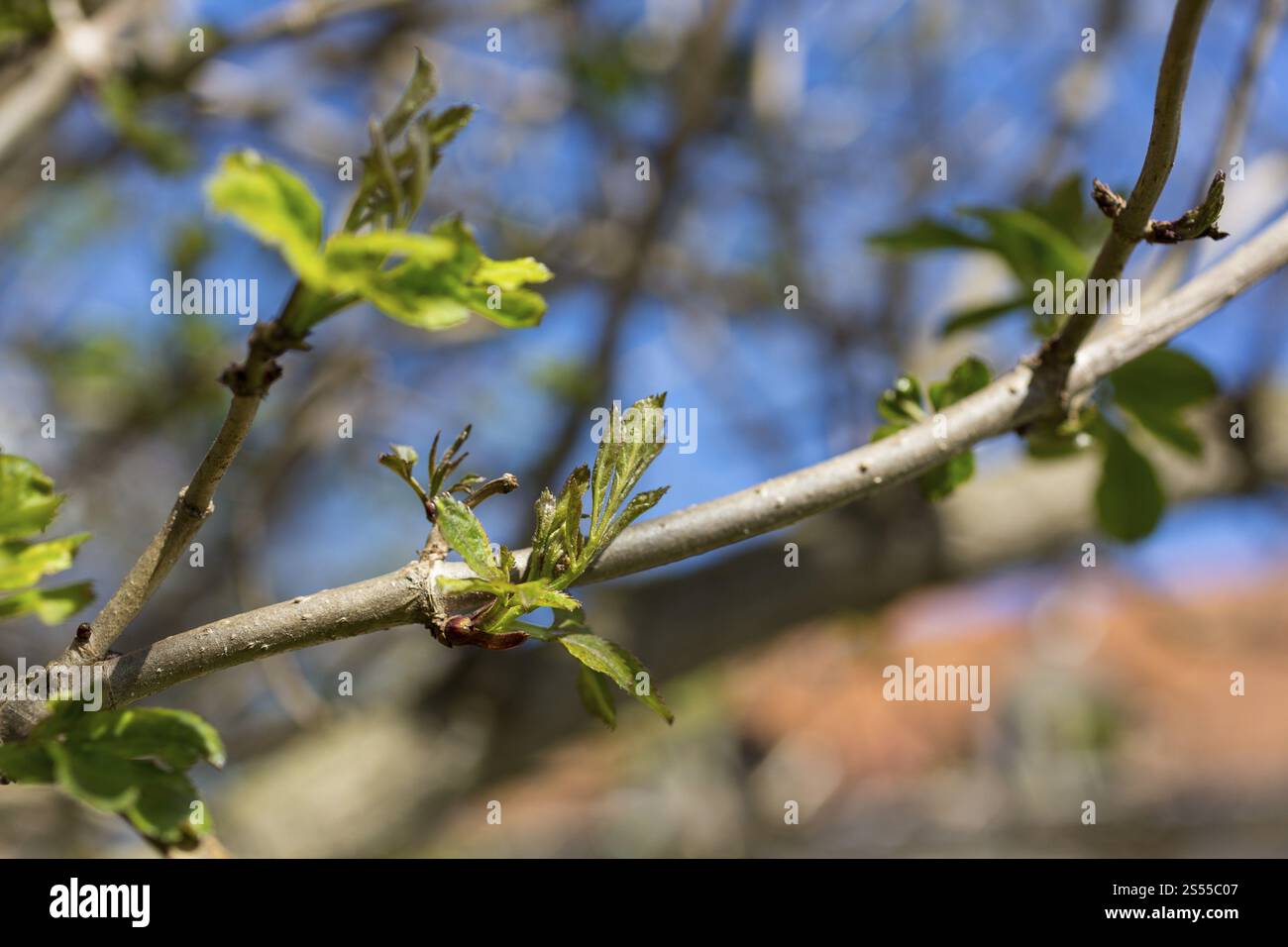 Freshly sprouted leaves of the Sambucus nigra (Sambucus nigra), Saxony ...