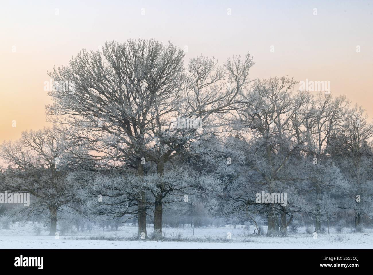 Beech trees in frost (Fagus), winter, snow, Irndorfer Hardt, Upper ...
