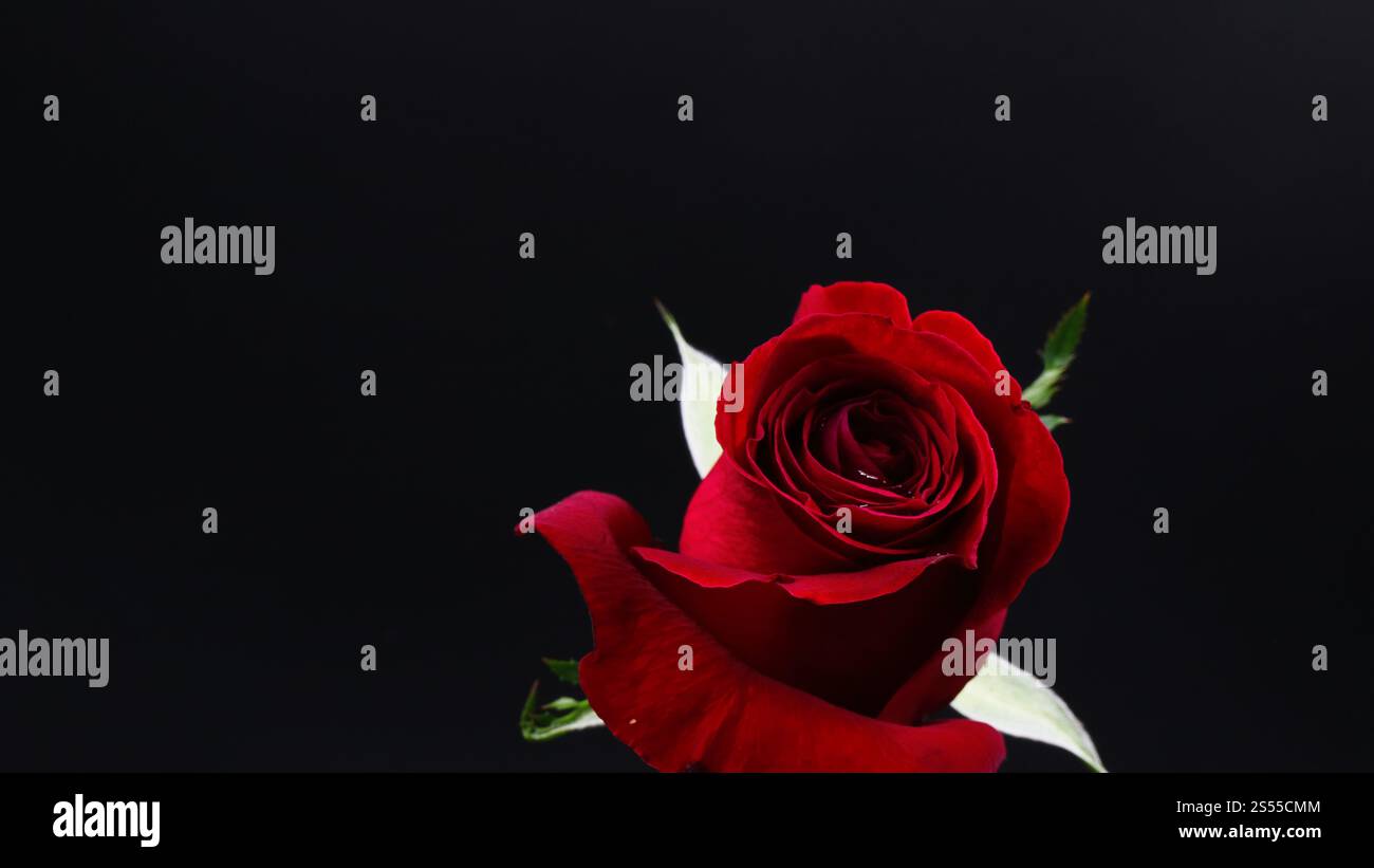 Pretty Dark red rose on black background Stock Photo - Alamy