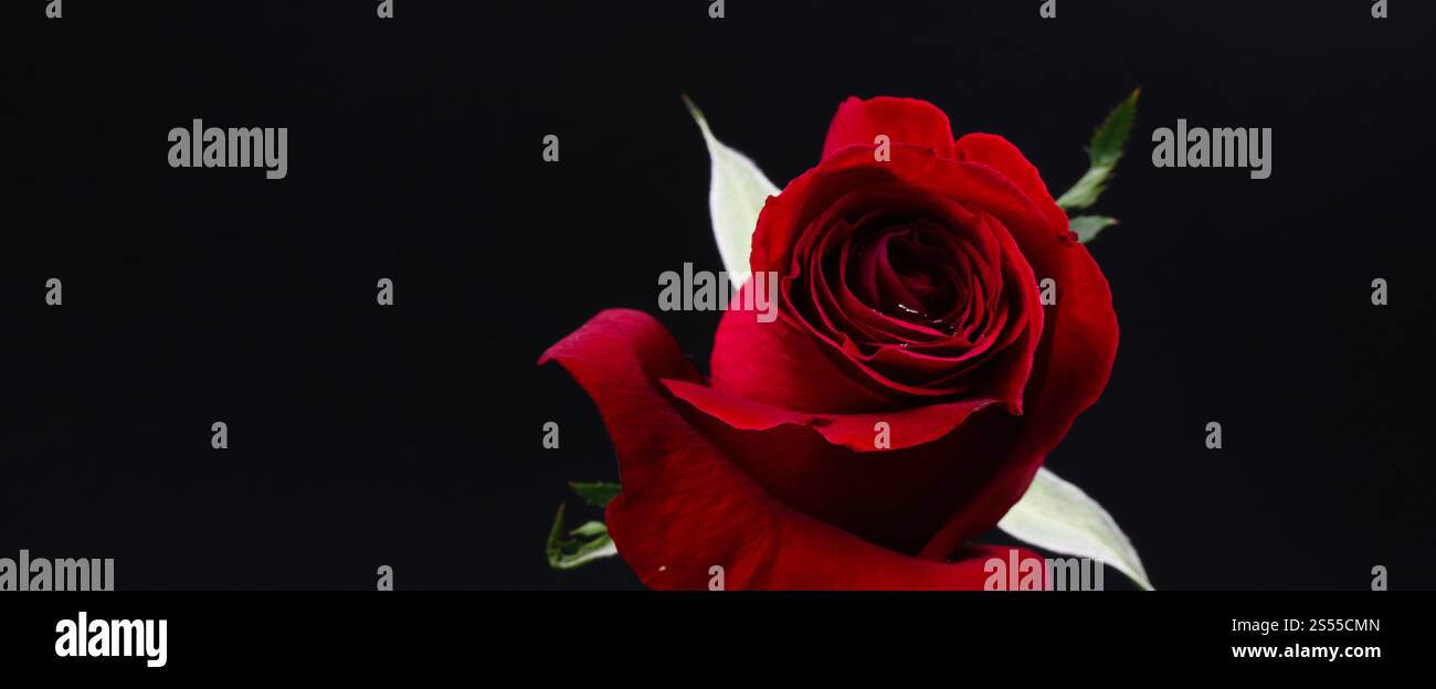 Pretty screen hi-res stock photography and images - Alamy