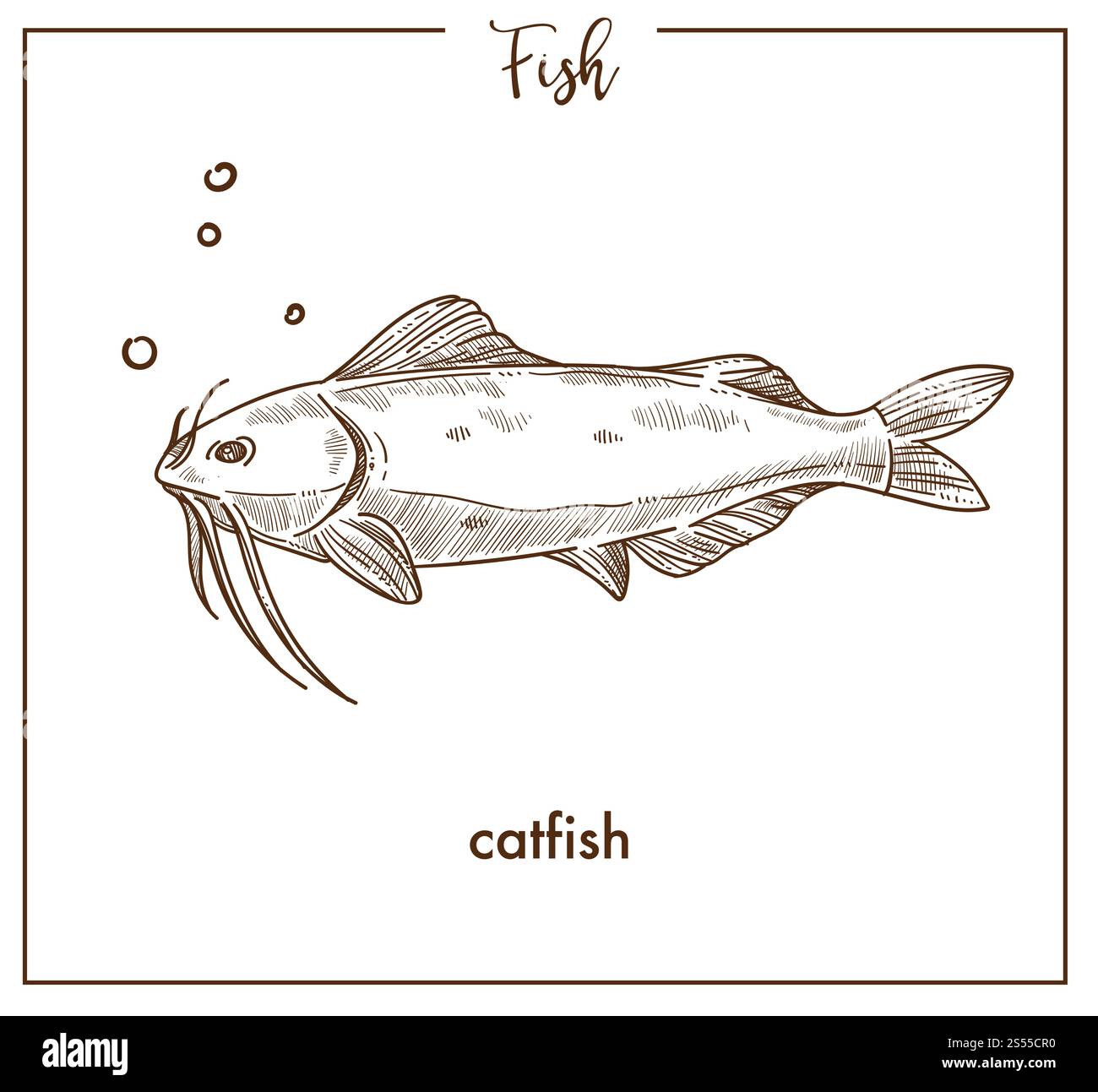 Catfish sketch fish icon. Vector isolated sheatfish or wels catfish ...