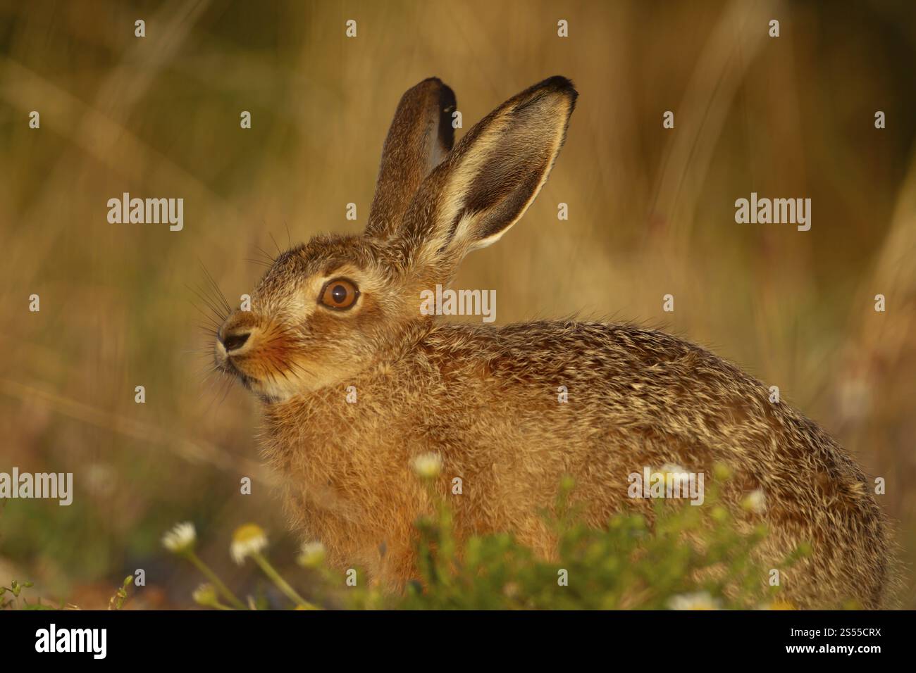 European brown hare (Lepus europaeus) juvenile baby leveret in ...