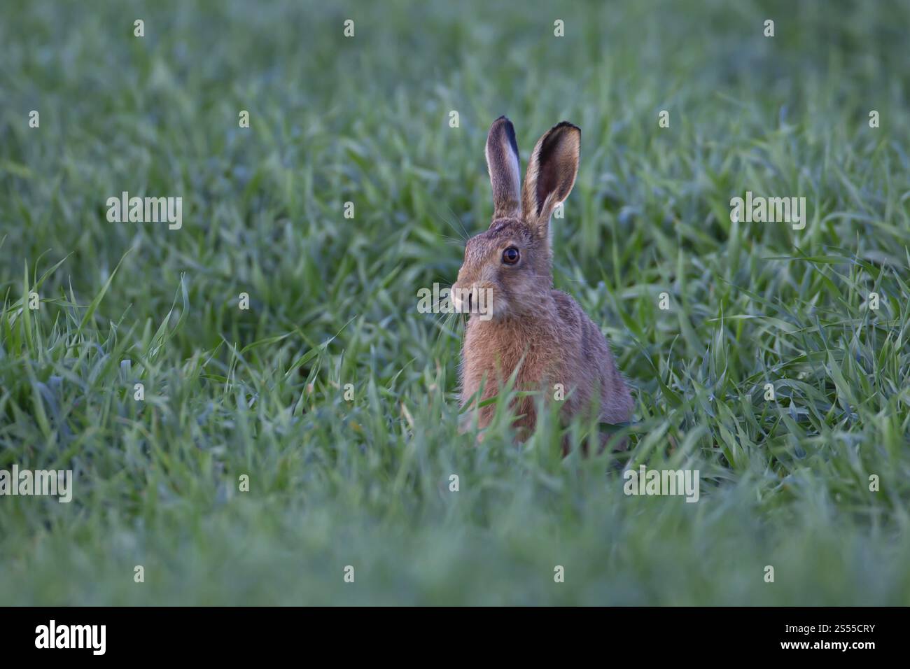 European brown hare (Lepus europaeus) juvenile baby leveret animal in a ...