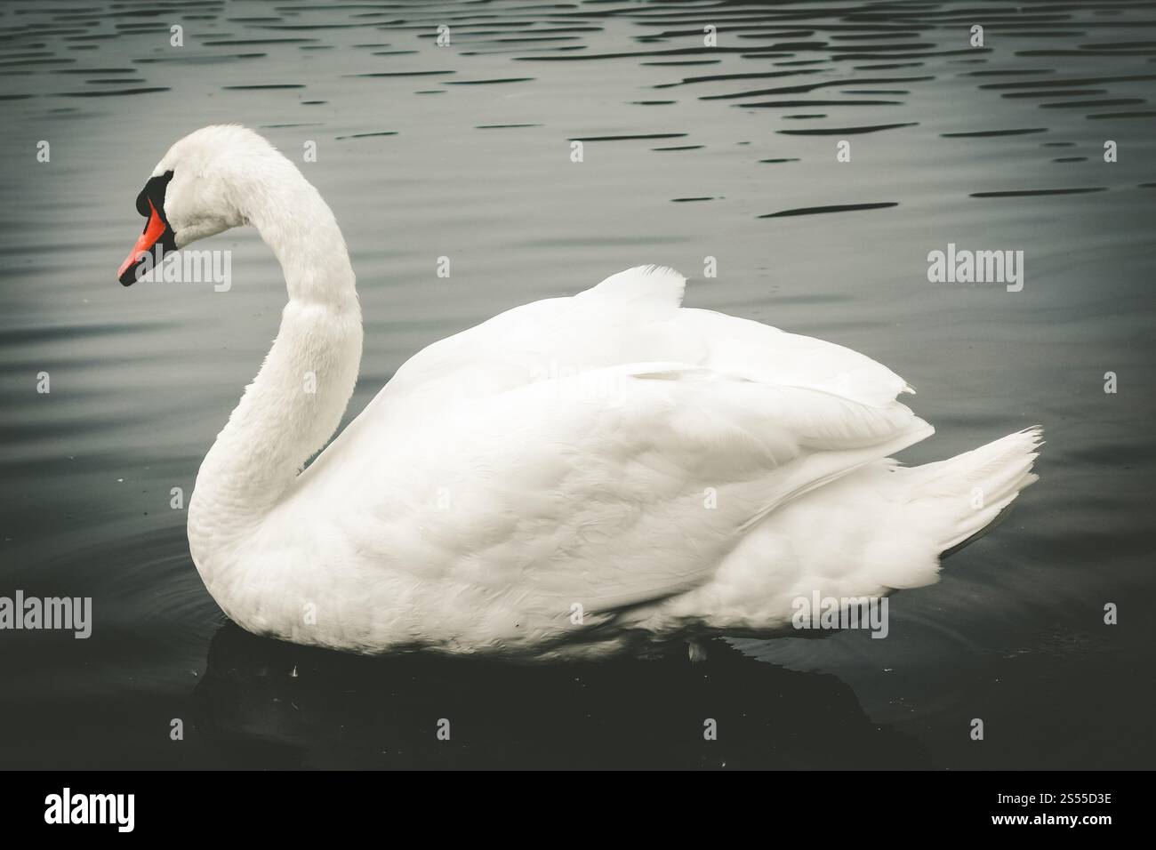 Beautiful white swan swimming on a pond. White swan swimming on a pond ...