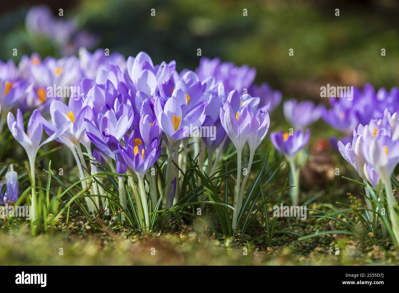 First violet crocus flowers hi-res stock photography and images - Alamy