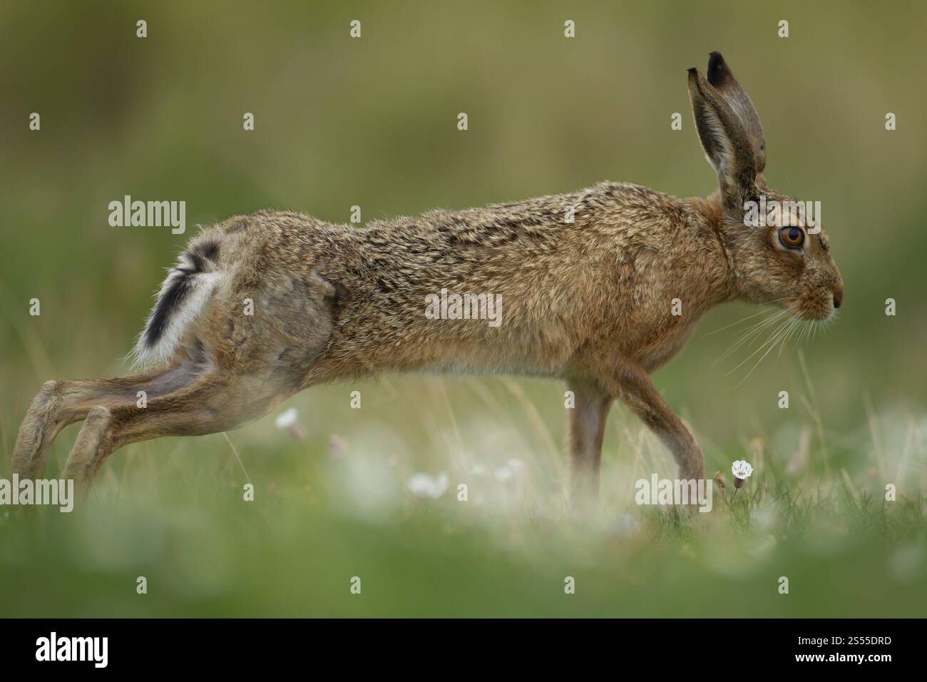 European brown hare (Lepus europaeus) adult animal stretching in ...