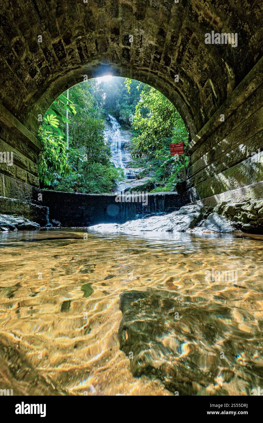 Tijuca Forest in Rio de Janeiro is a haven for nature lovers and ...