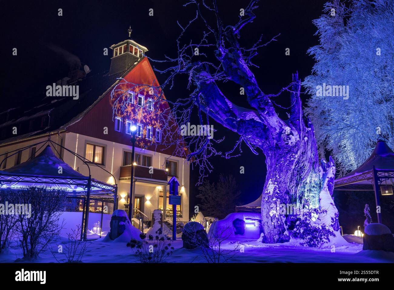 Illuminated Buehlhaus at night, in front of it the old Buehl beech ...