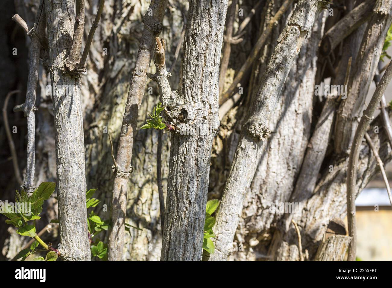 Tree trunks of Sambucus nigra (Sambucus nigra) with freshly sprouted ...