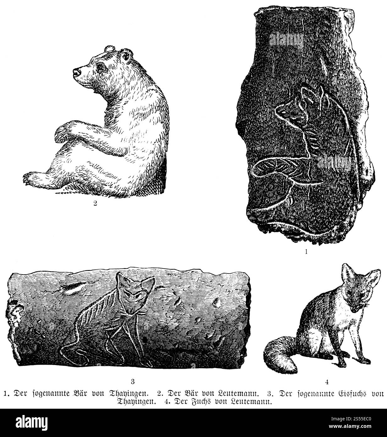 Various animal drawings, the bear and ice fox (1 and 3), bear and fox (2 and 4), art, history of ...