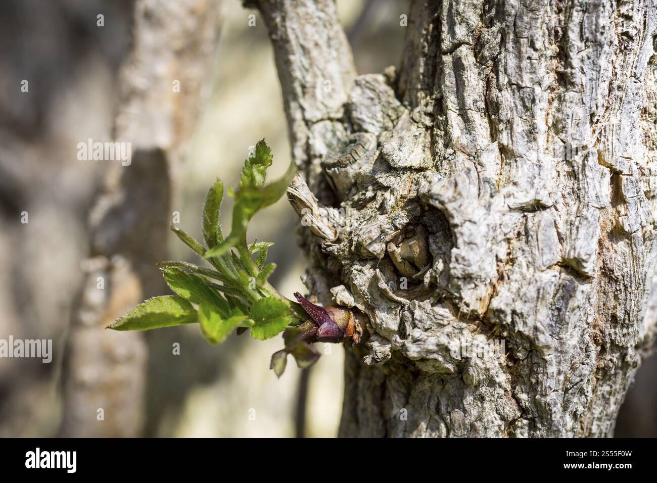 Freshly sprouted leaves on an old trunk of Sambucus nigra (Sambucus ...
