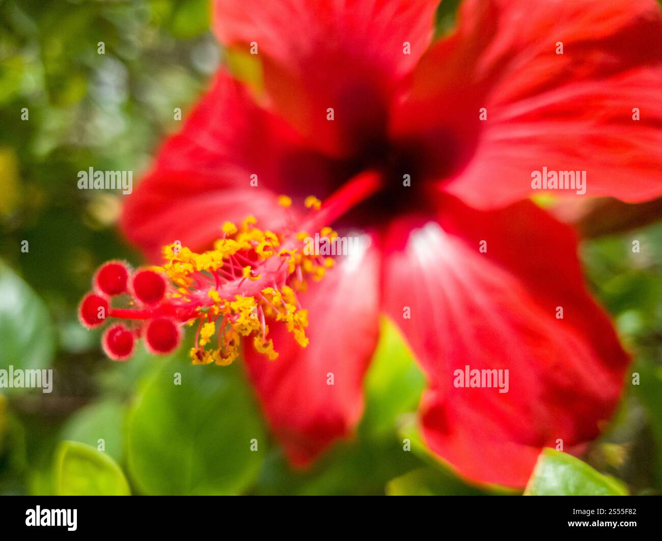 Macro photo of yellow pollen on stamens and pestils of red hibiscus ...