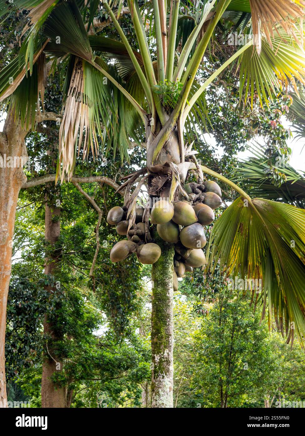 Beautiful photo of coconuts growing on the high palm tree in jungle ...