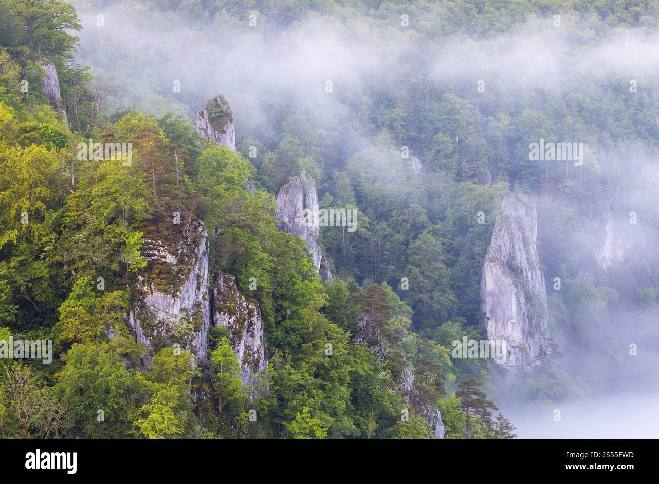 Limestone cliff tops between mixed forest, fog, band rocks ...