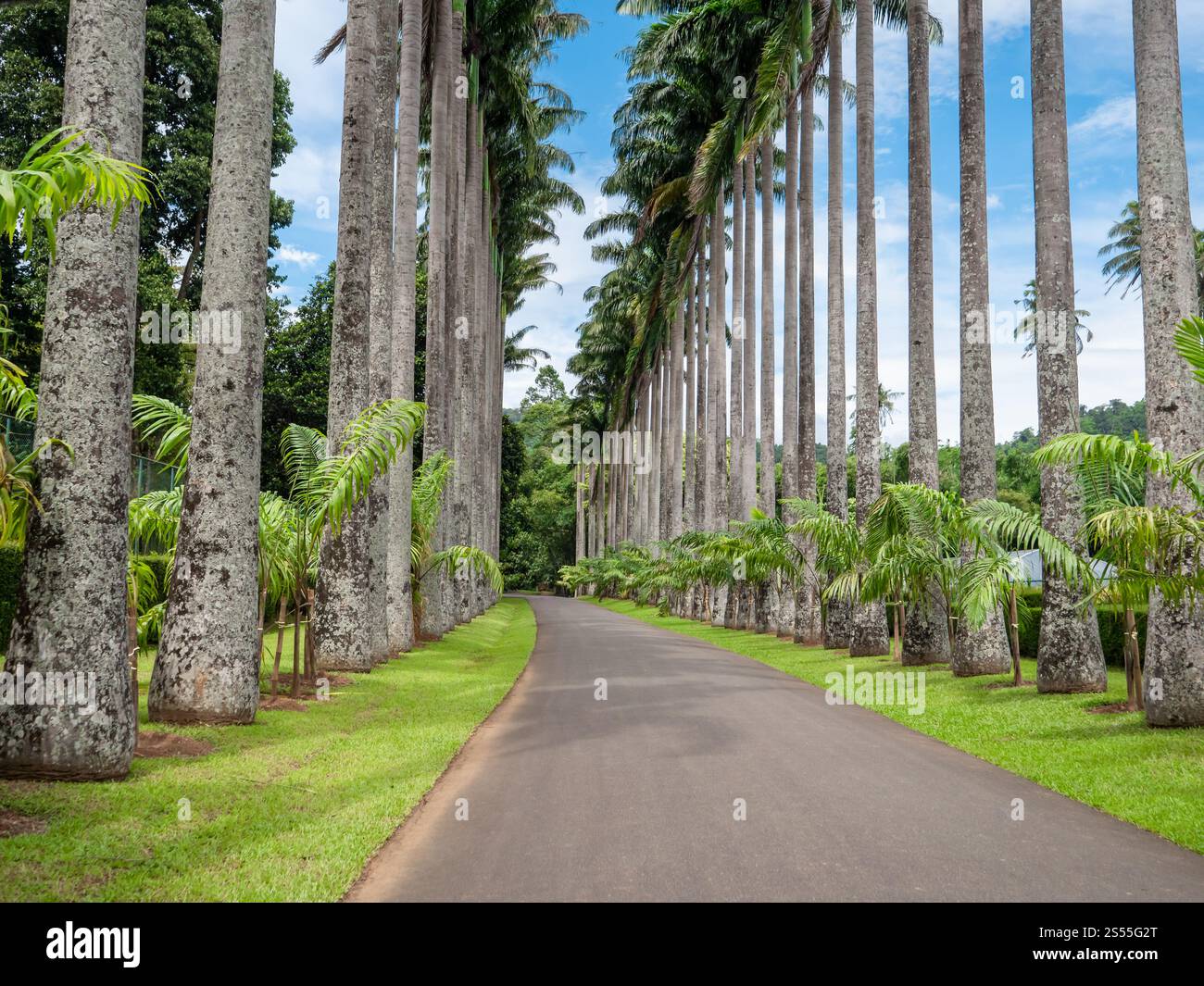 Green alley growing palm hi-res stock photography and images - Alamy