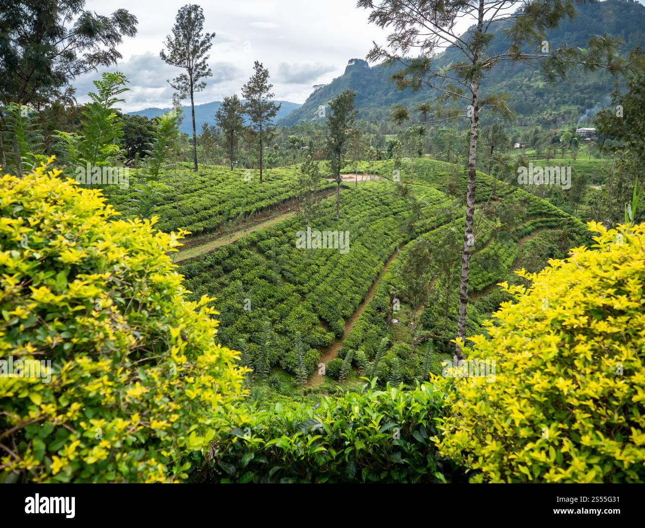 Beautiful image of highland tea plantation in the mountains of Sri ...