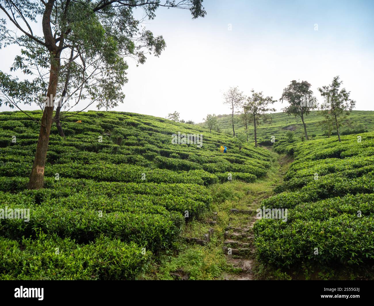 Beautiful photo of narrow path going up the mountain on tea plantation ...