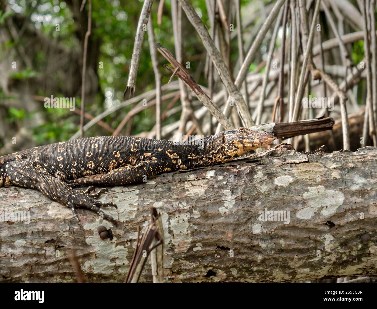 Closeup image of wild of vran lizard sitting on the tree at rainforest ...