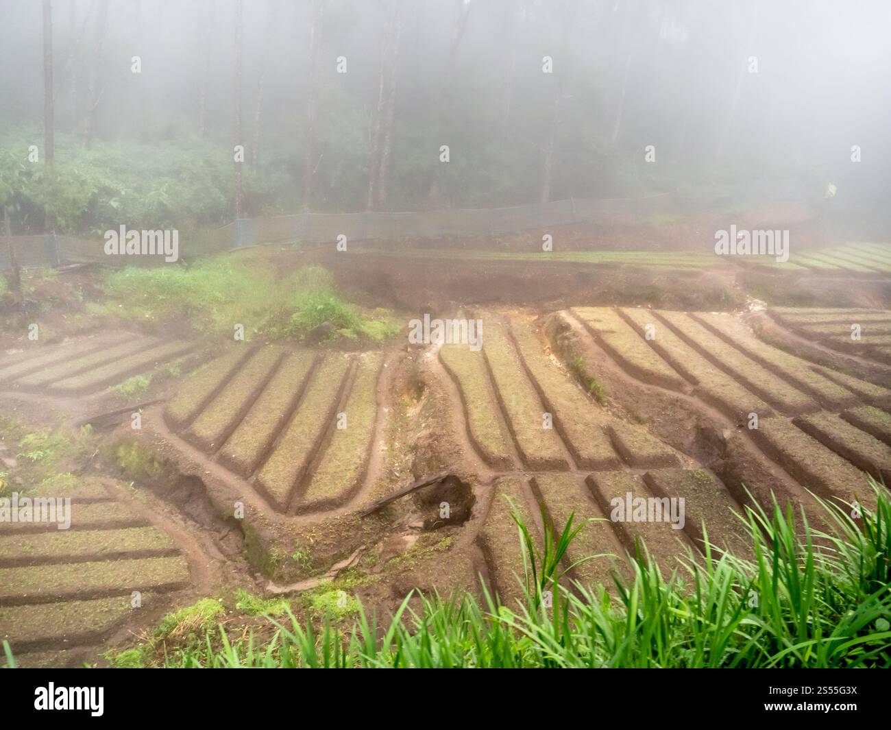 Rice field covered in dense hi-res stock photography and images - Alamy