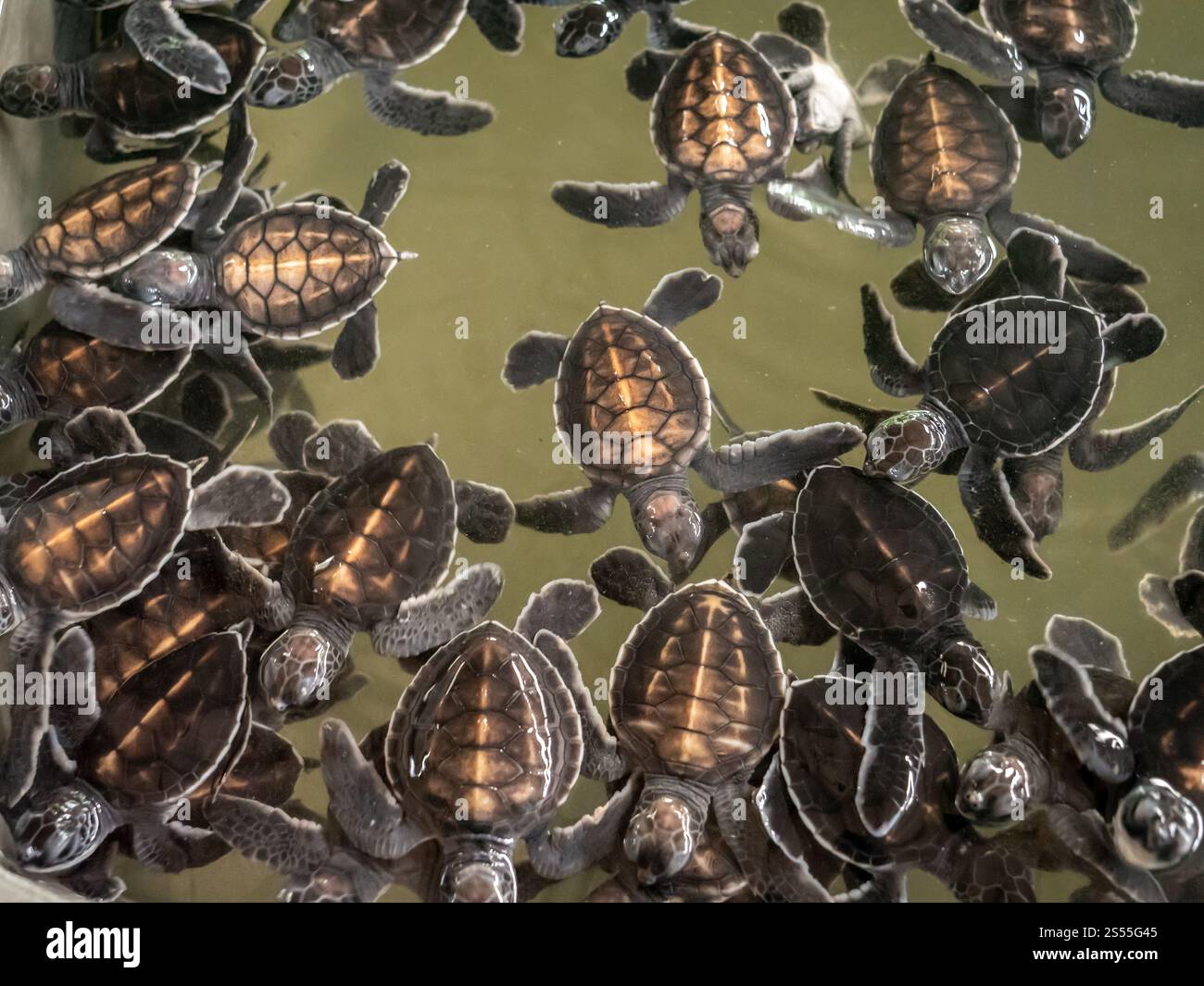 Closeup image of lots of small newborn turtles in water tank at ...