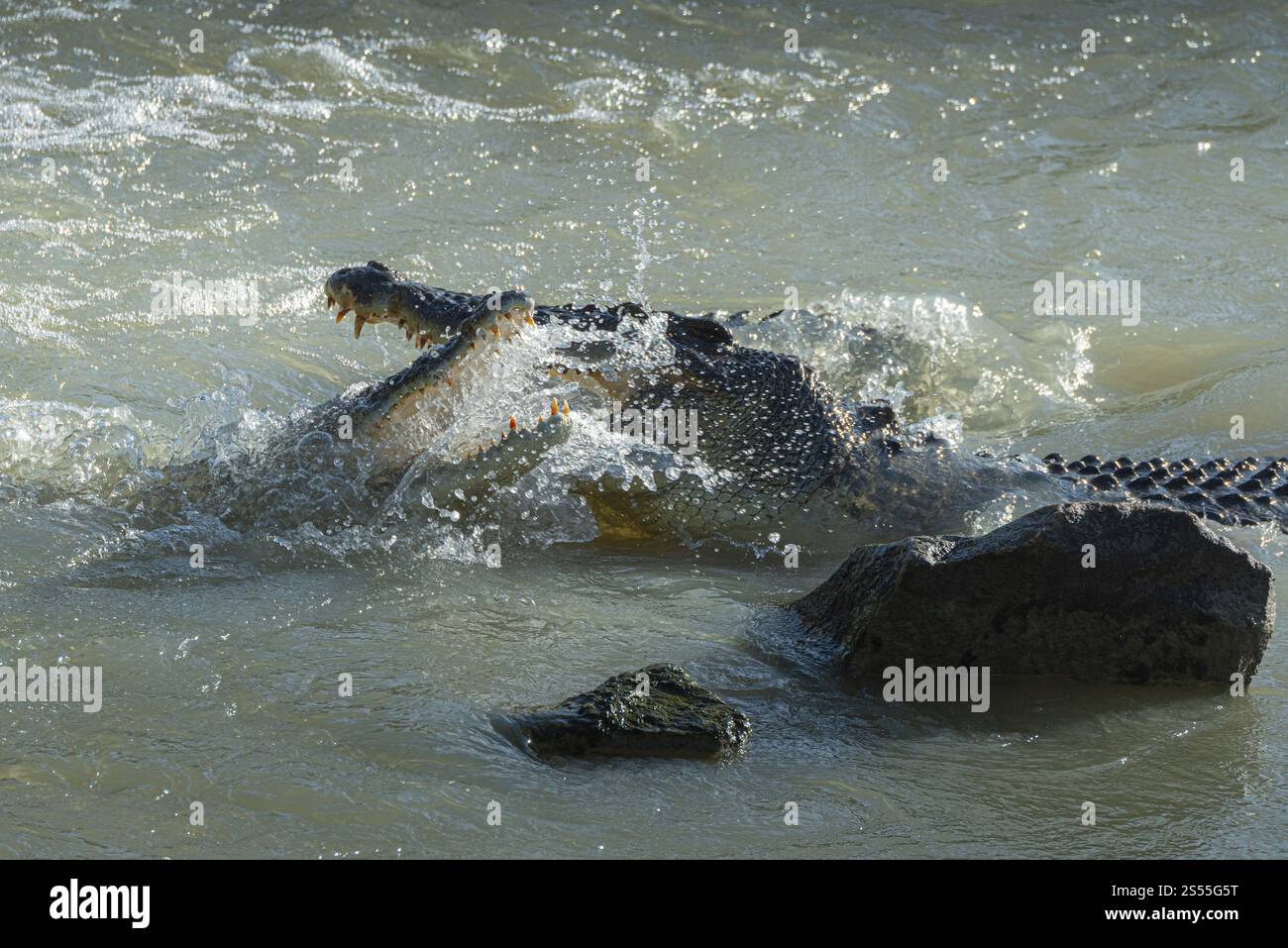 Saltwater crocodiles, also known as salties (Crocodylus porosus) fight ...