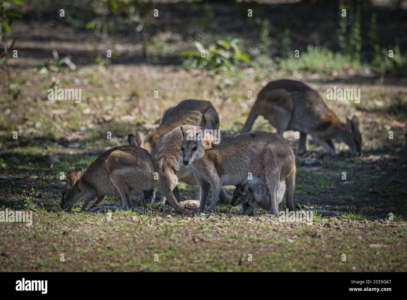 Agile Wallaby (Notamacropus agilis), Mary River National Park, Northern ...