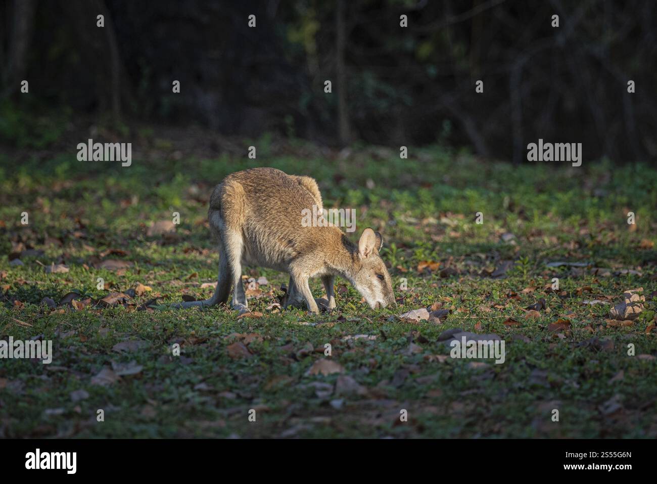 Agile Wallaby (Notamacropus agilis), Mary River National Park, Northern ...
