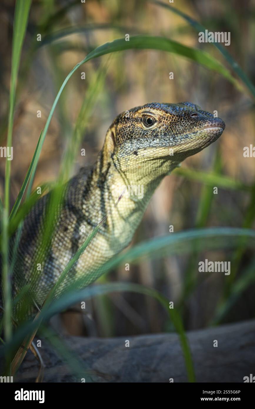 Mertens' monitor lizard (Varanus mertensi), Litchfield National Park ...