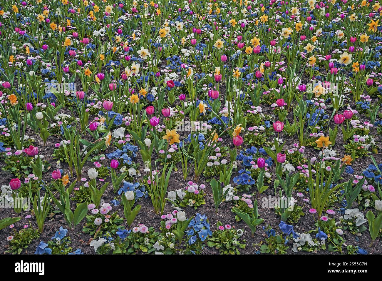 Spring bed with violets (Viola), also known as pansies, daffodils (Narcissus) and daisies ...