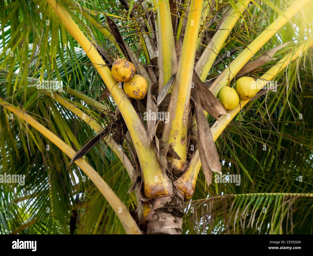 Closeup image of yellow tasty coconuts growing on palm tree in jungle ...
