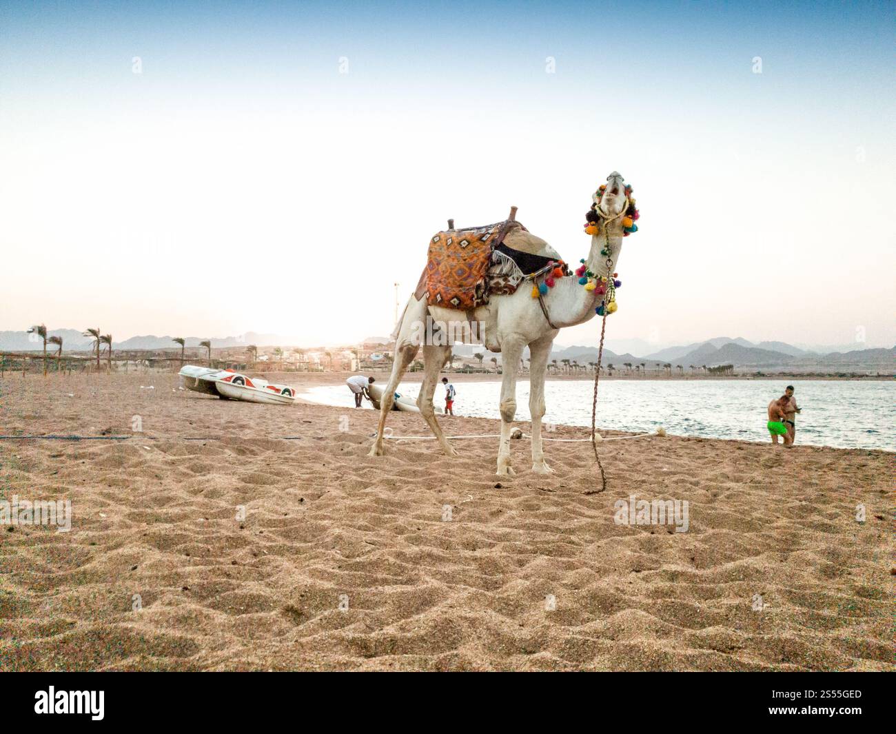 Beautiful camel with decorated saddle on sea beach at Egypt. Beautiful ...