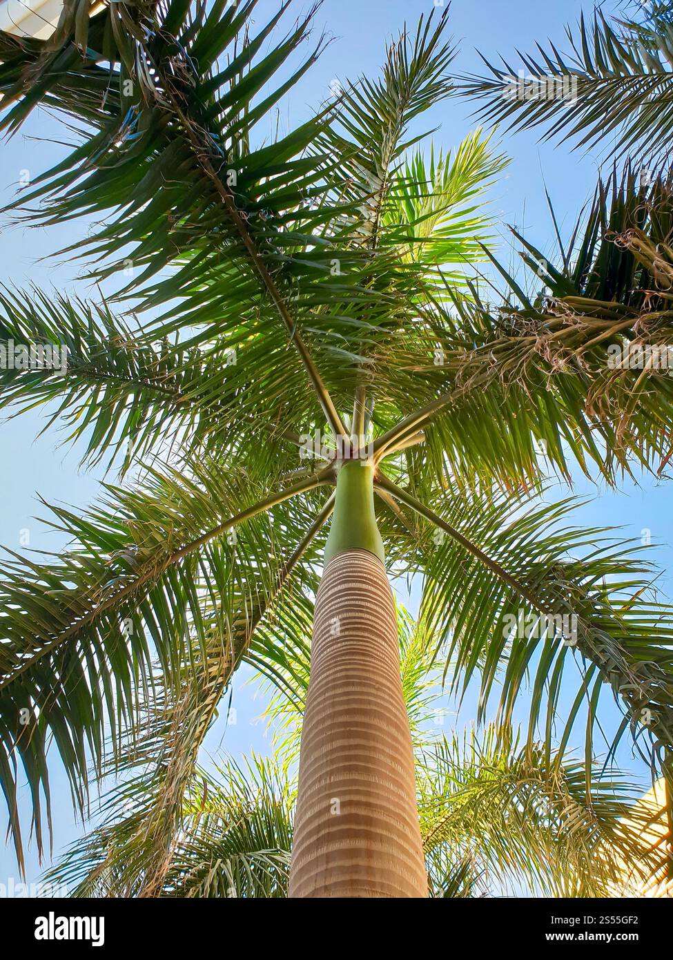 Beautiful image of tall palm tree with long green leaves against bright ...