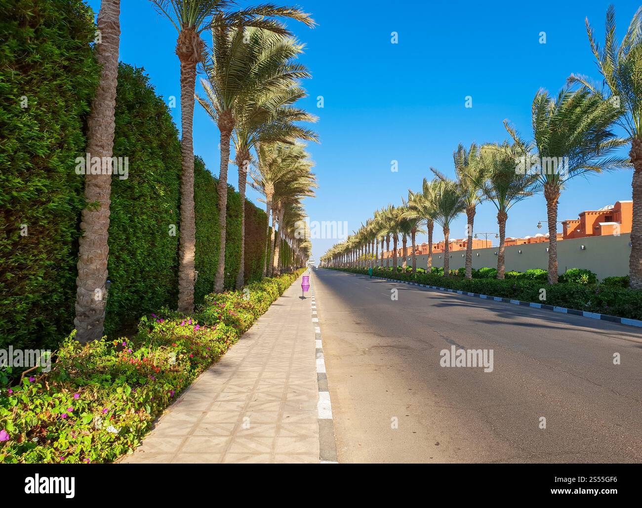 Beautiful photo of long road with beautiful palms growing on the ...