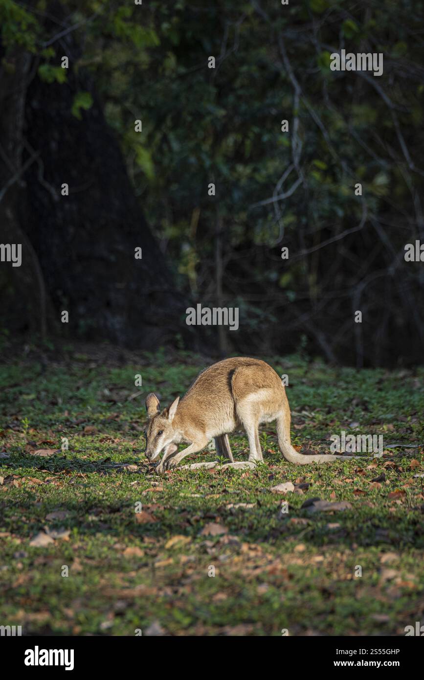 Agile Wallaby (Notamacropus agilis), Mary River National Park, Northern ...