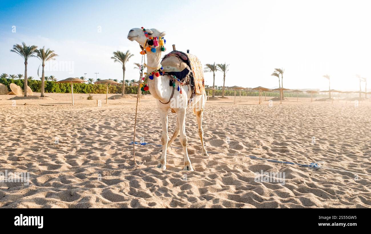Beautiful photo of white camel with decorated saddle standing on the ...