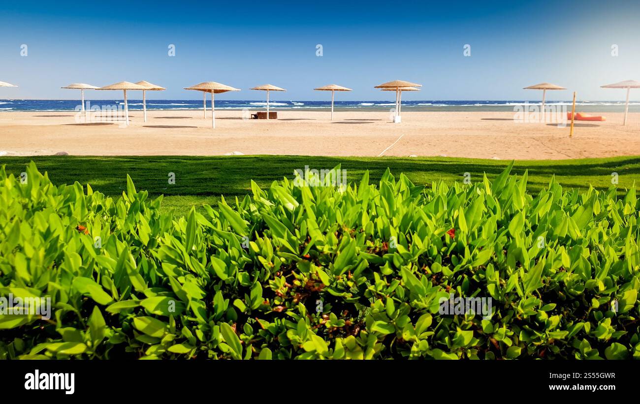 Photo of beautiful bush fence and lawn next to sea beach. Photo of ...