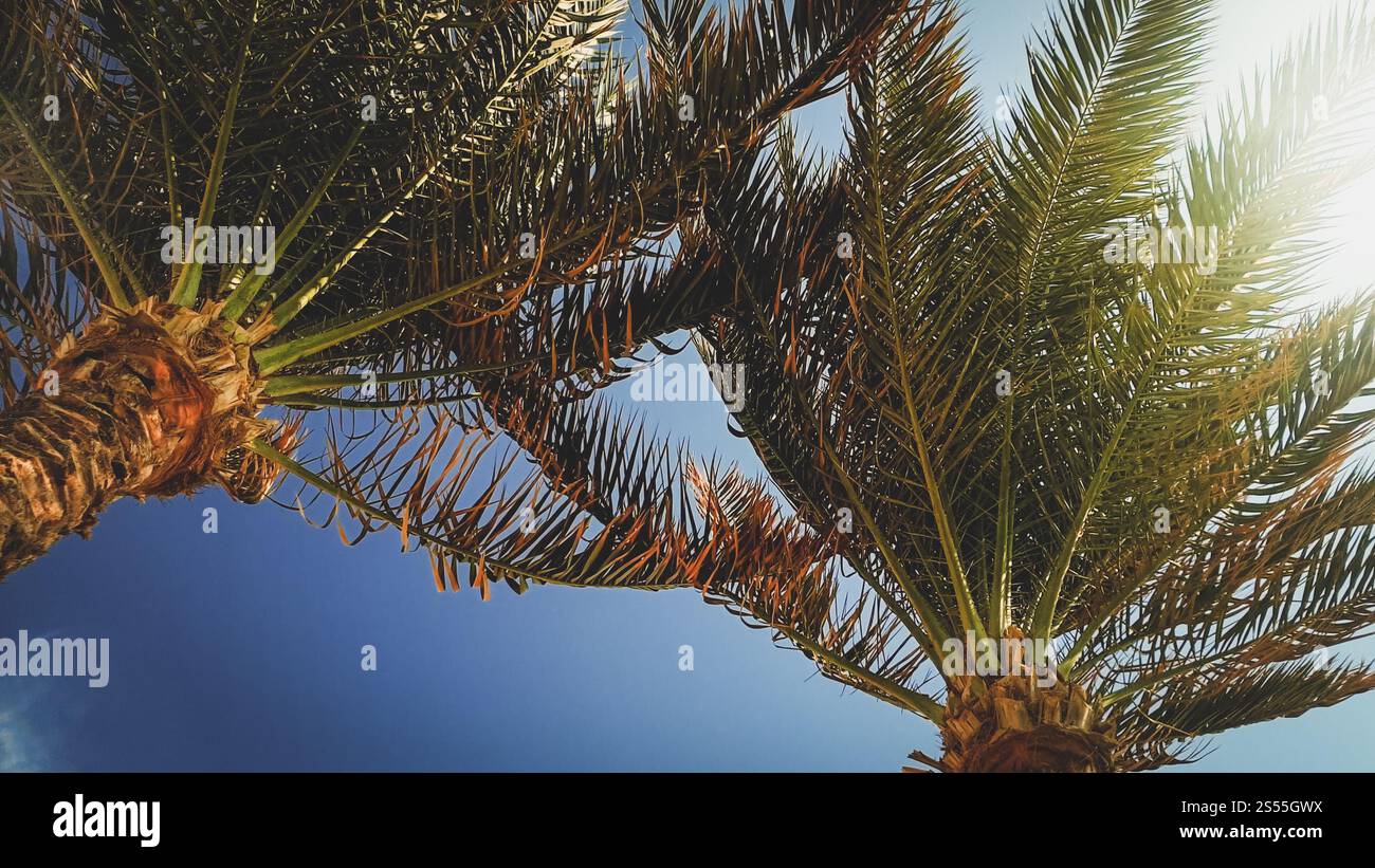 Image of high palm trees at sunny windy day against blue sky and sun ...