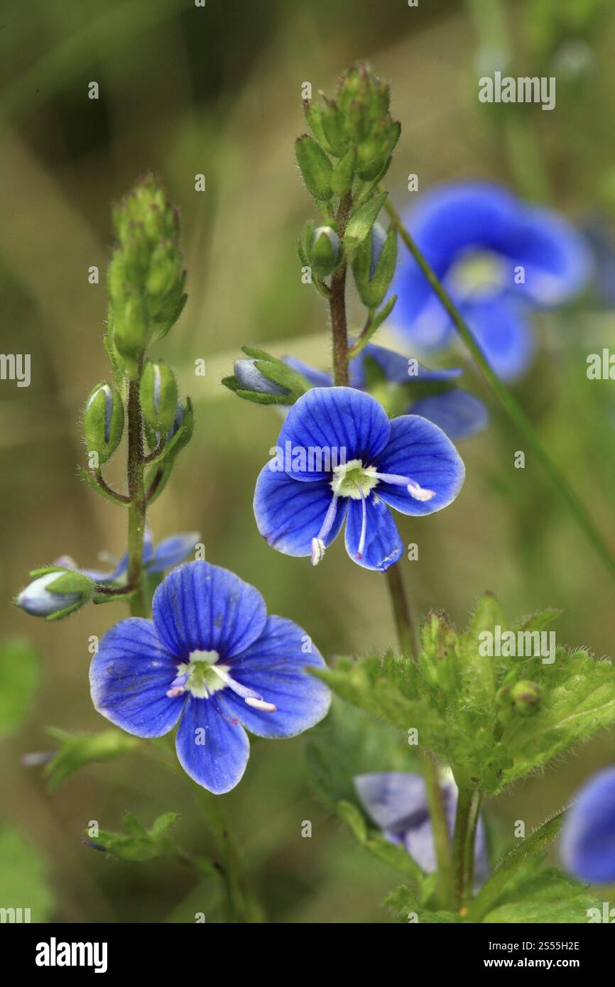 Germander speedwells hi-res stock photography and images - Alamy