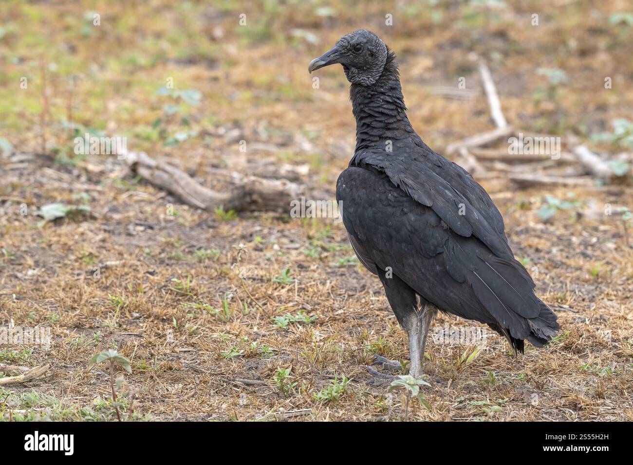 Raven vulture (Coragyps atratus), Pantanal, inland, wetland, UNESCO ...