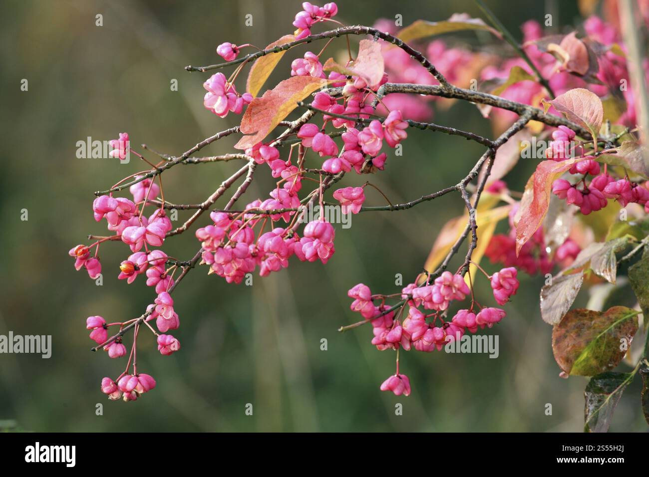 Fruits of the Common spindle bush, Euonymus europaeus. Capsular fruits ...