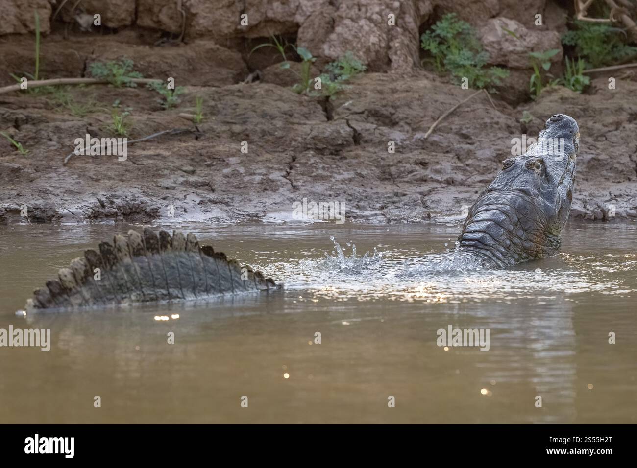 Spectacled caiman (Caiman crocodilus yacara), Crocodile (Alligatoridae ...