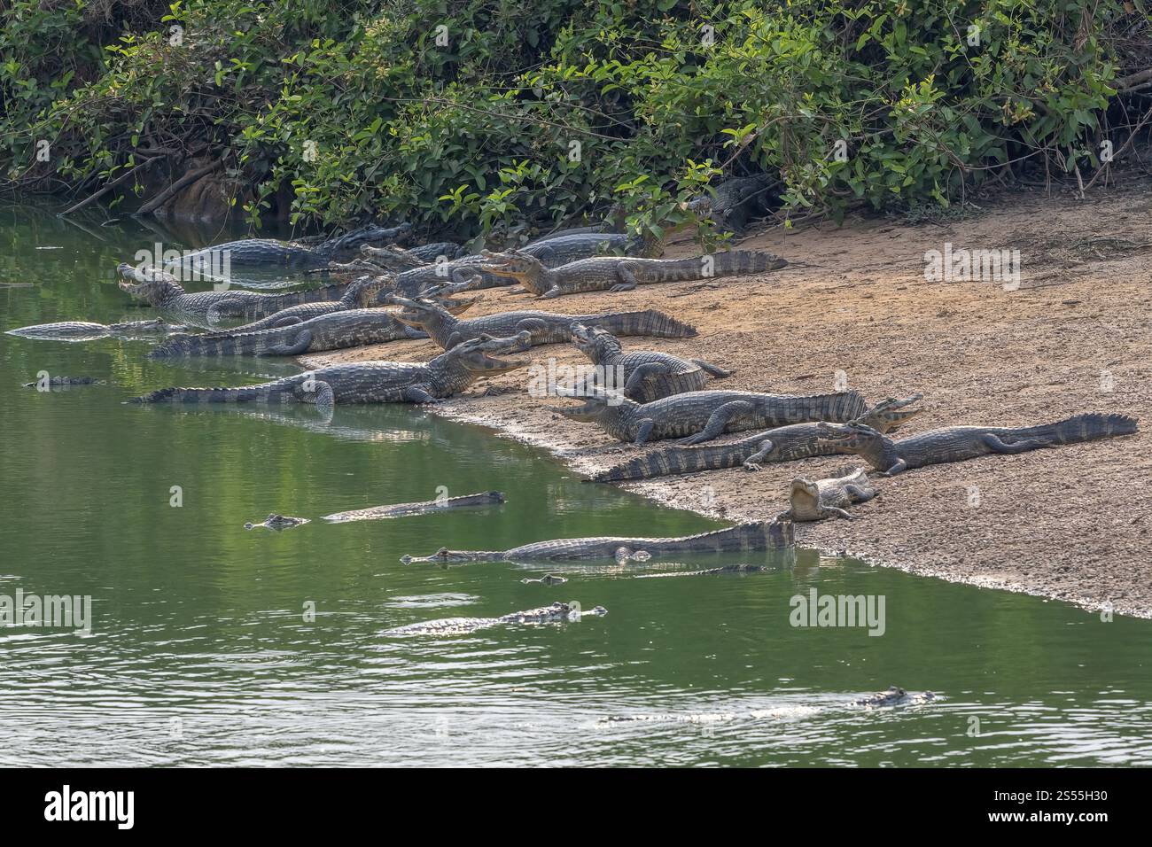 Spectacled caiman (Caiman crocodilus yacara), Crocodile (Alligatoridae ...