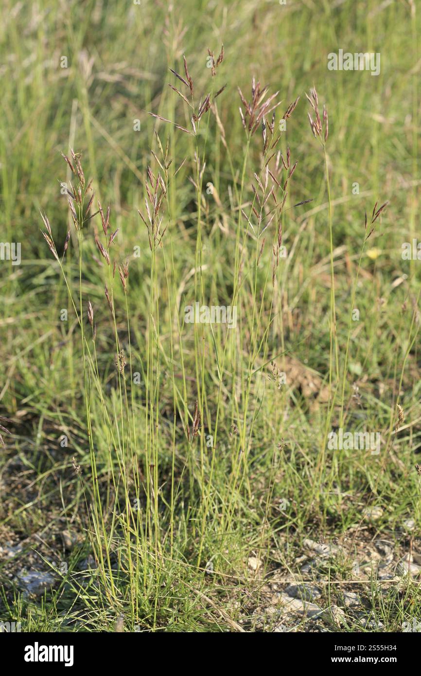 Common red fescue, Festuca rubra Stock Photo - Alamy